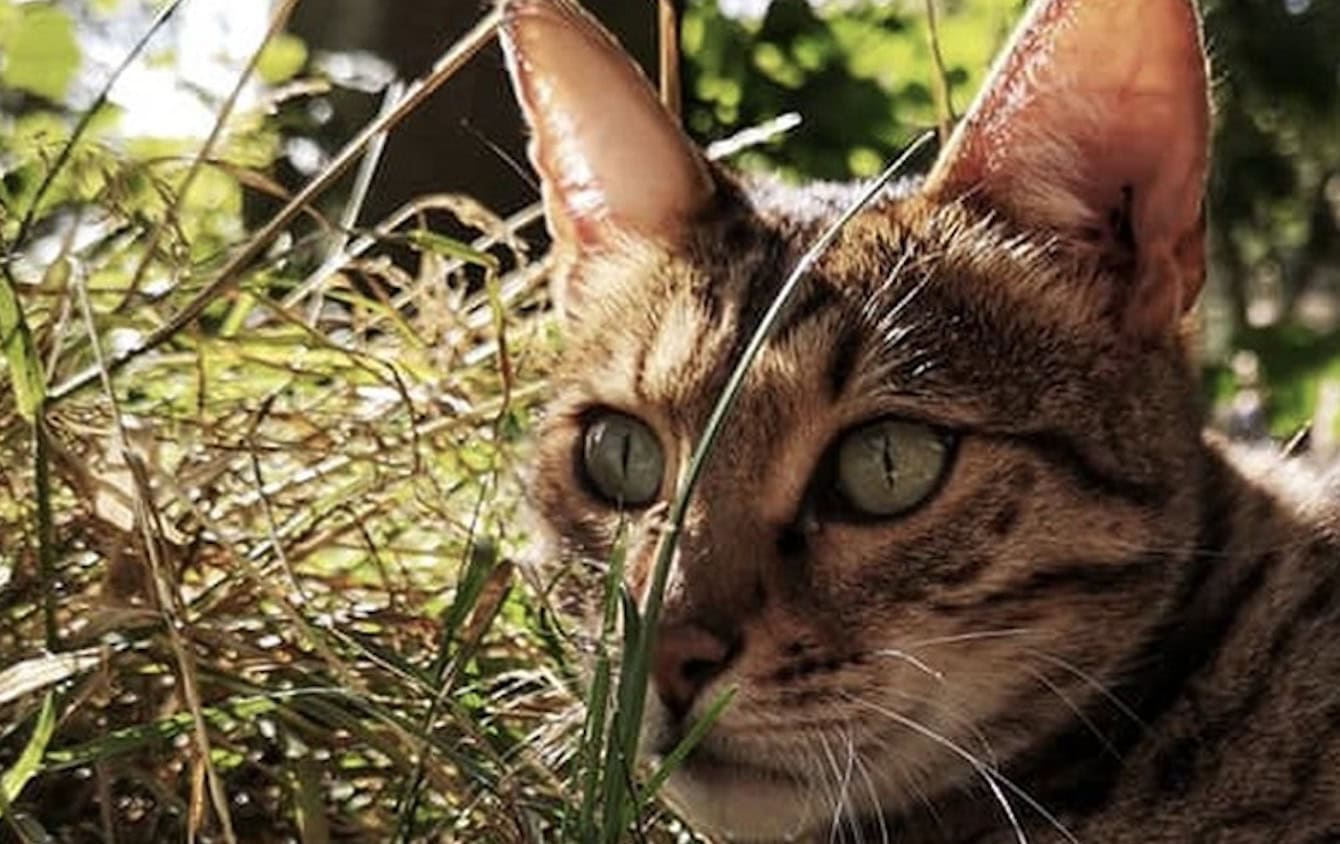 RIP Gerald - York Minster Cat - The Association of English Cathedrals