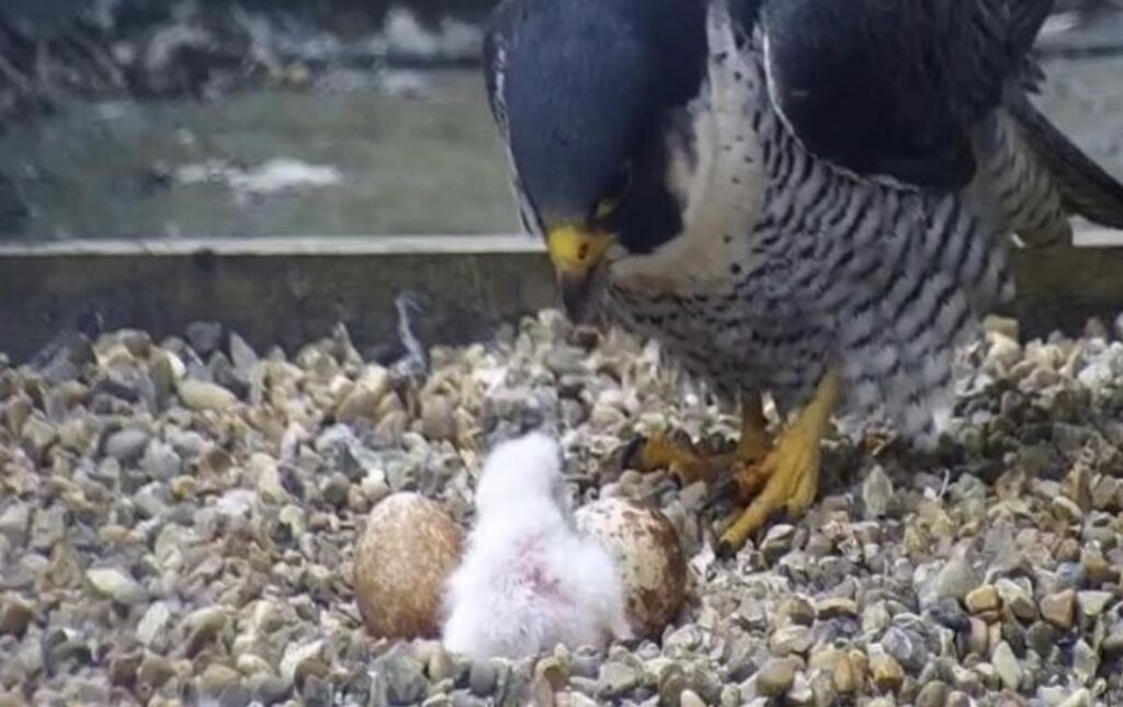 Updated - Cathedral Peregrine Webcams - The Association of English ...