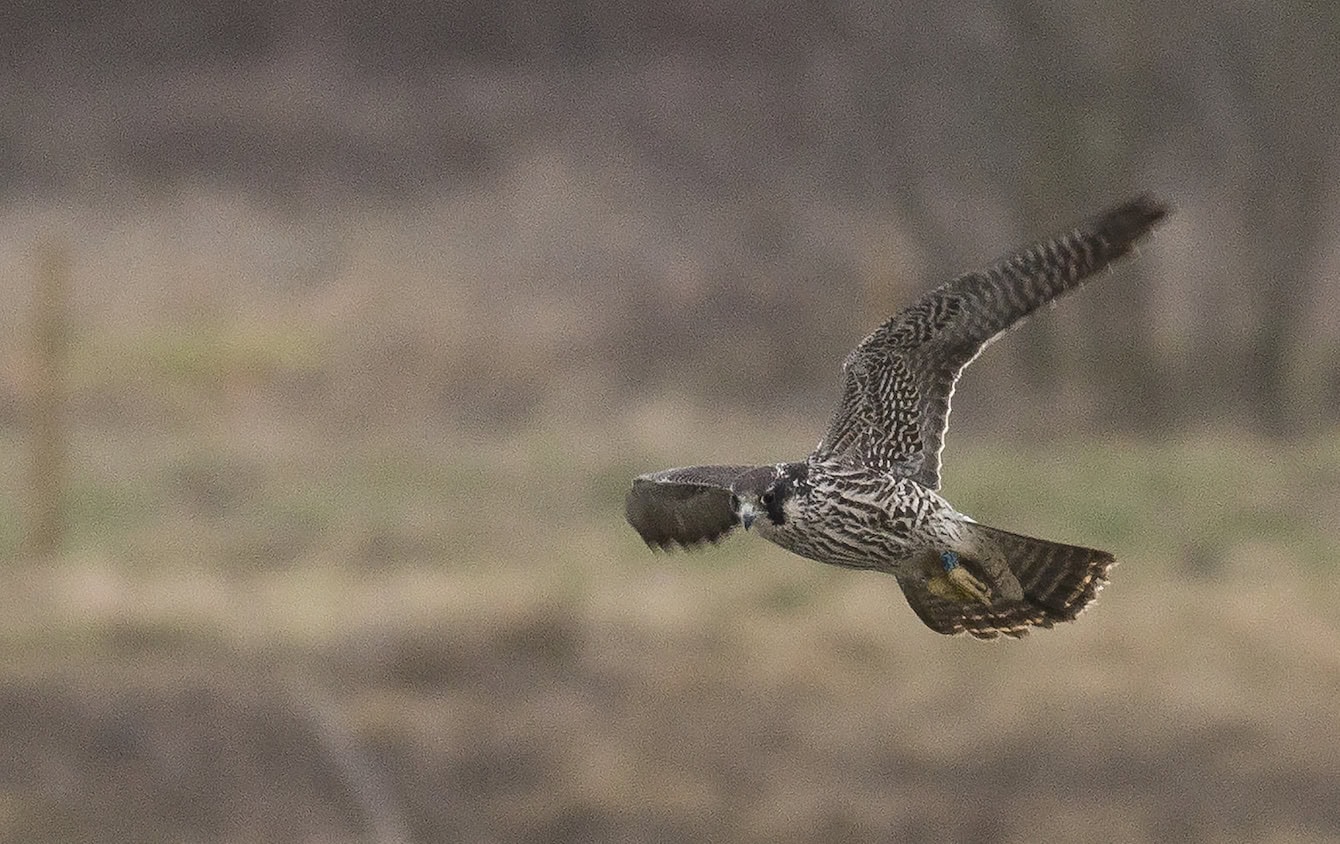 Cathedral Peregrines go Long Haul - The Association of English Cathedrals